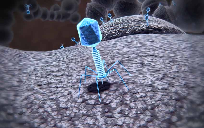 Bacteriófagos para mejorar la seguridad alimentaria - Aztinnova