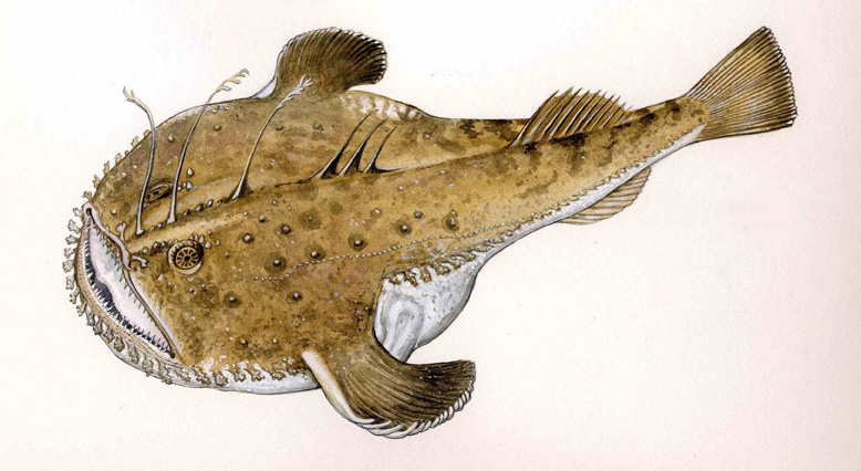 Case Studies - GIFAMAN