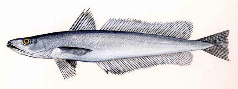 Case Studies - GIFAMAN